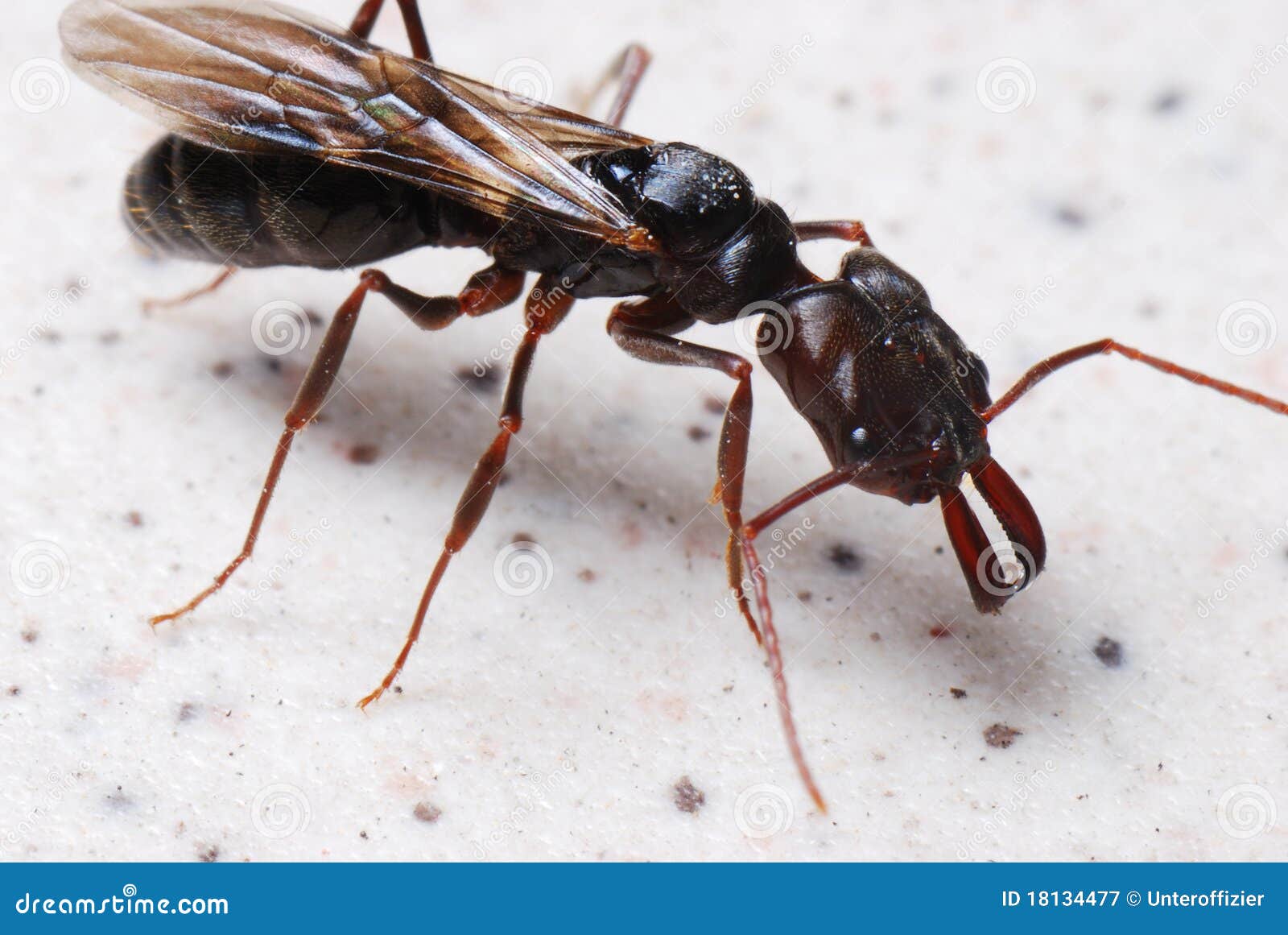 Formica alata immagine stock. Immagine di incenso, torace - 18134477