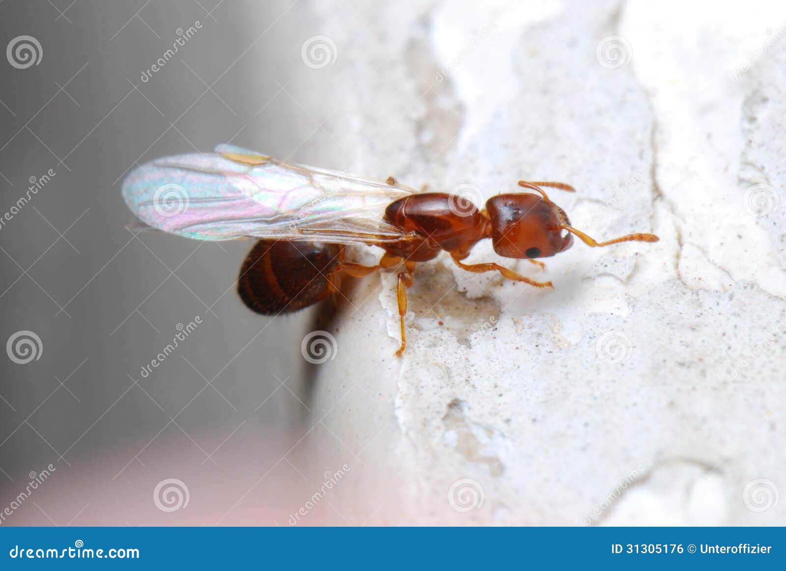 Formica alata fotografia stock. Immagine di larve, isolato - 31305176