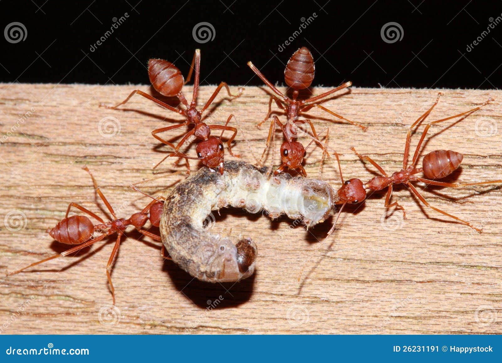Formica Che Mangia Vite Senza Fine Immagine Stock - Immagine di verme ...