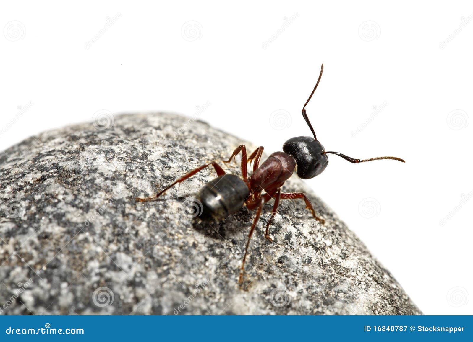 Formica curiosa immagine stock. Immagine di animale, insetto - 16840787