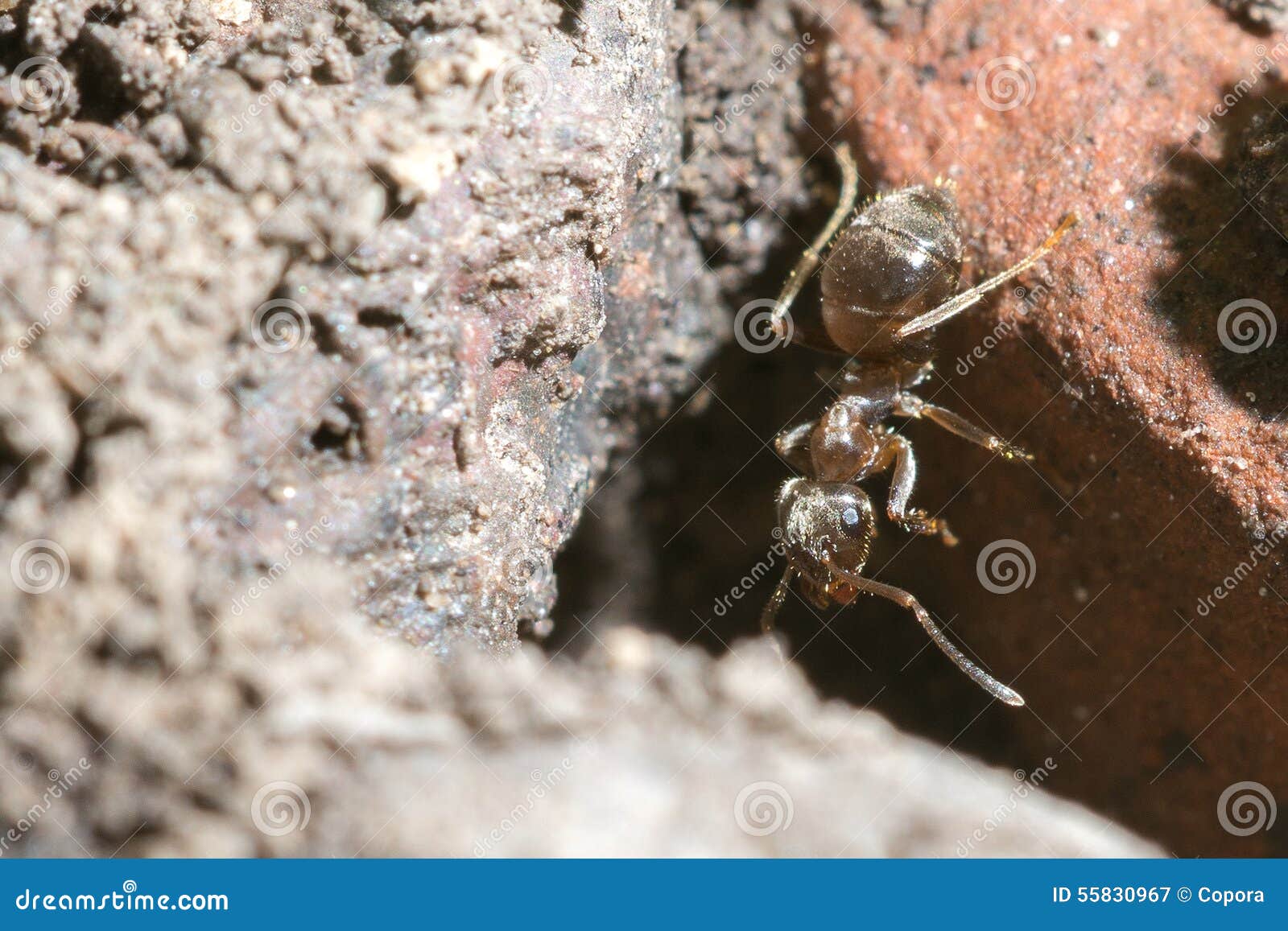 Formica del Brown immagine stock. Immagine di formiche - 55830967