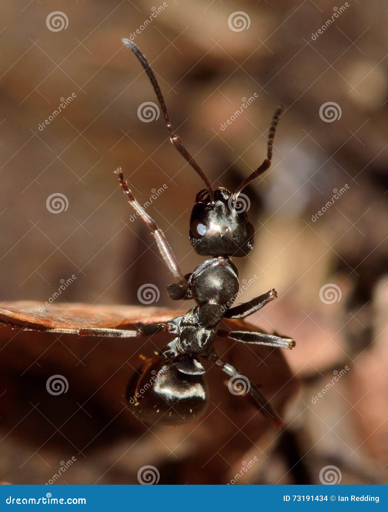Formica Di Fusca Della Formica Fotografia Stock - Immagine di insetti ...