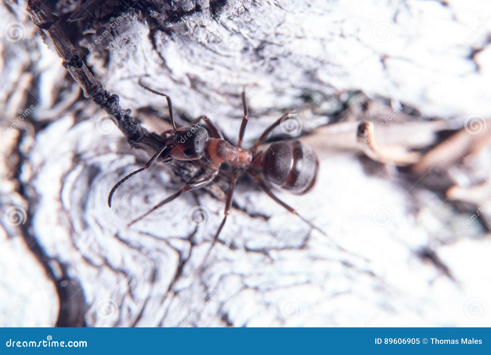 Formica di legno rossa immagine stock. Immagine di erba - 89606905