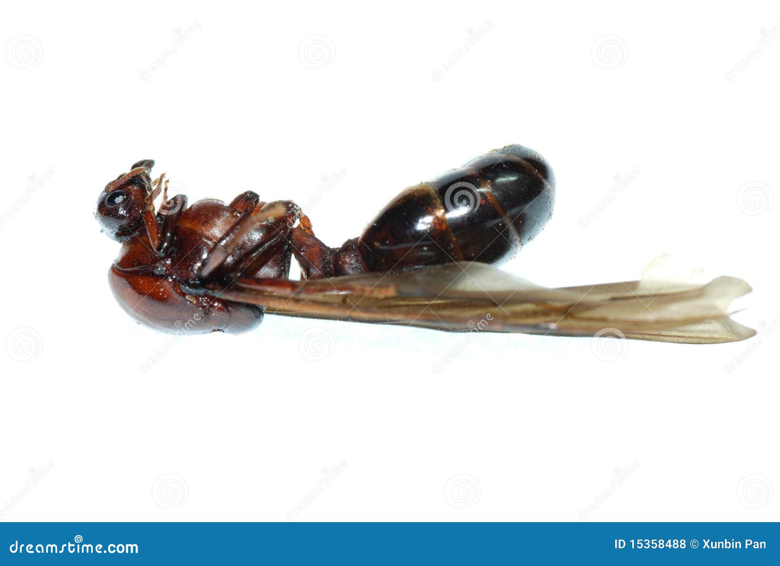 Formica di regina fotografia stock. Immagine di isolato - 15358488