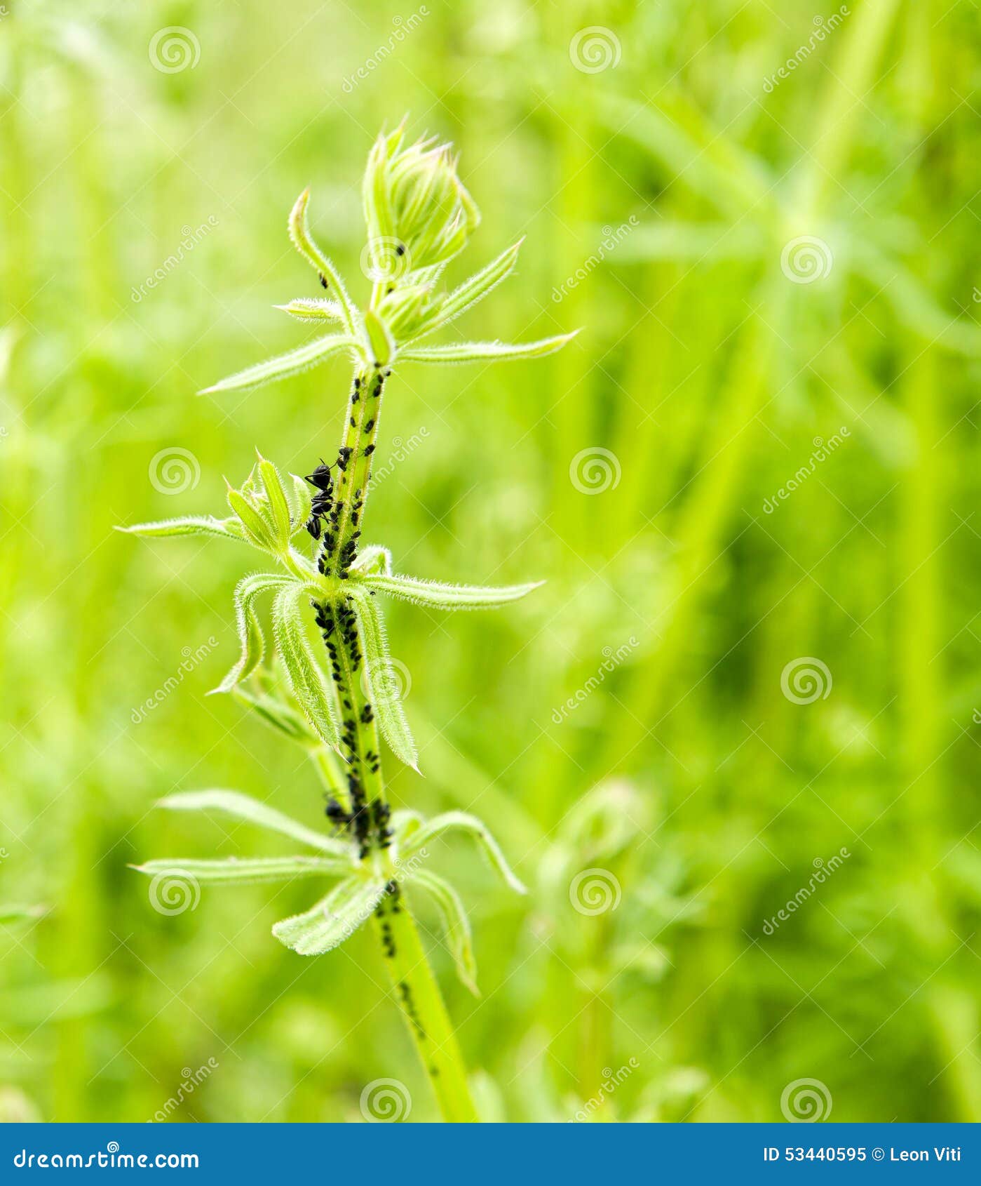 Formica e aphidis immagine stock. Immagine di pianta - 53440595
