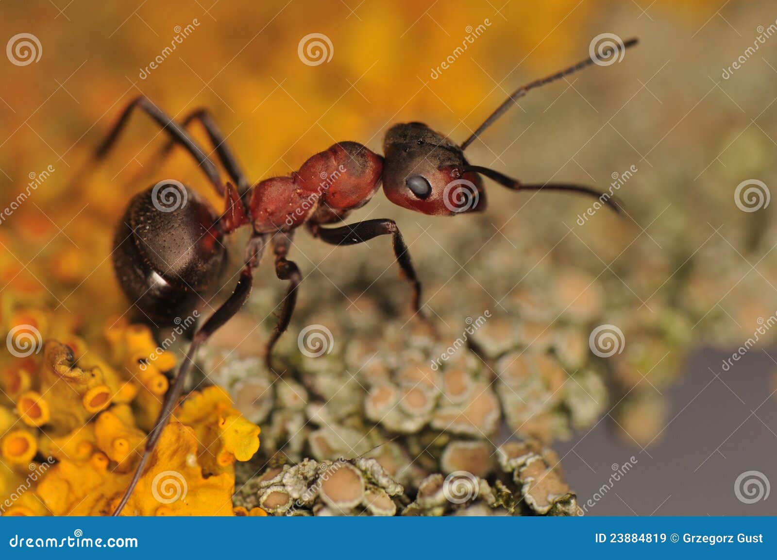 Formica - Formica immagine stock. Immagine di antenna - 23884819
