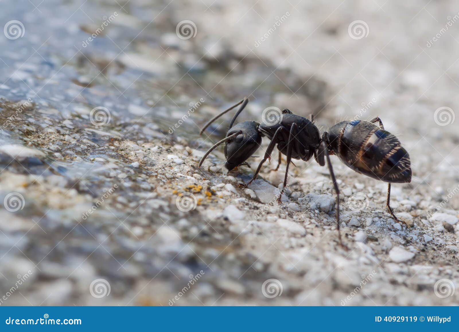 Formica fusca stock image. Image of common, nature, insect - 40929119