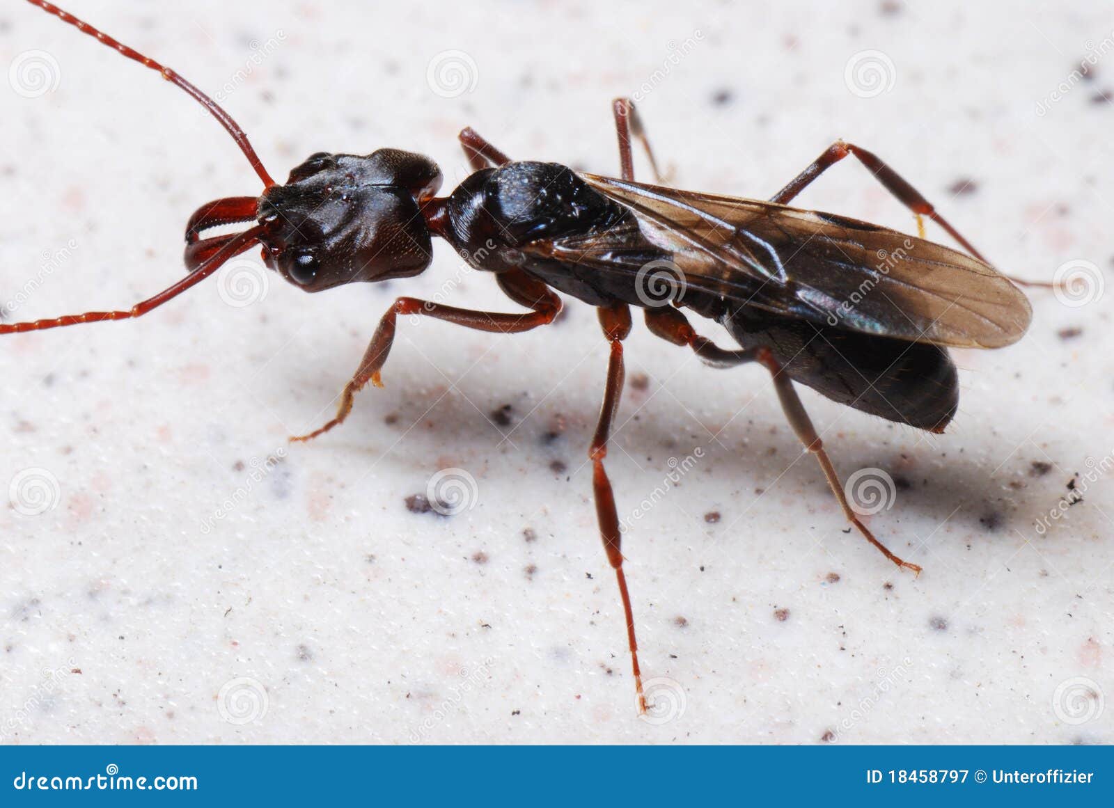 Formica gigante immagine stock. Immagine di biologia - 18458797