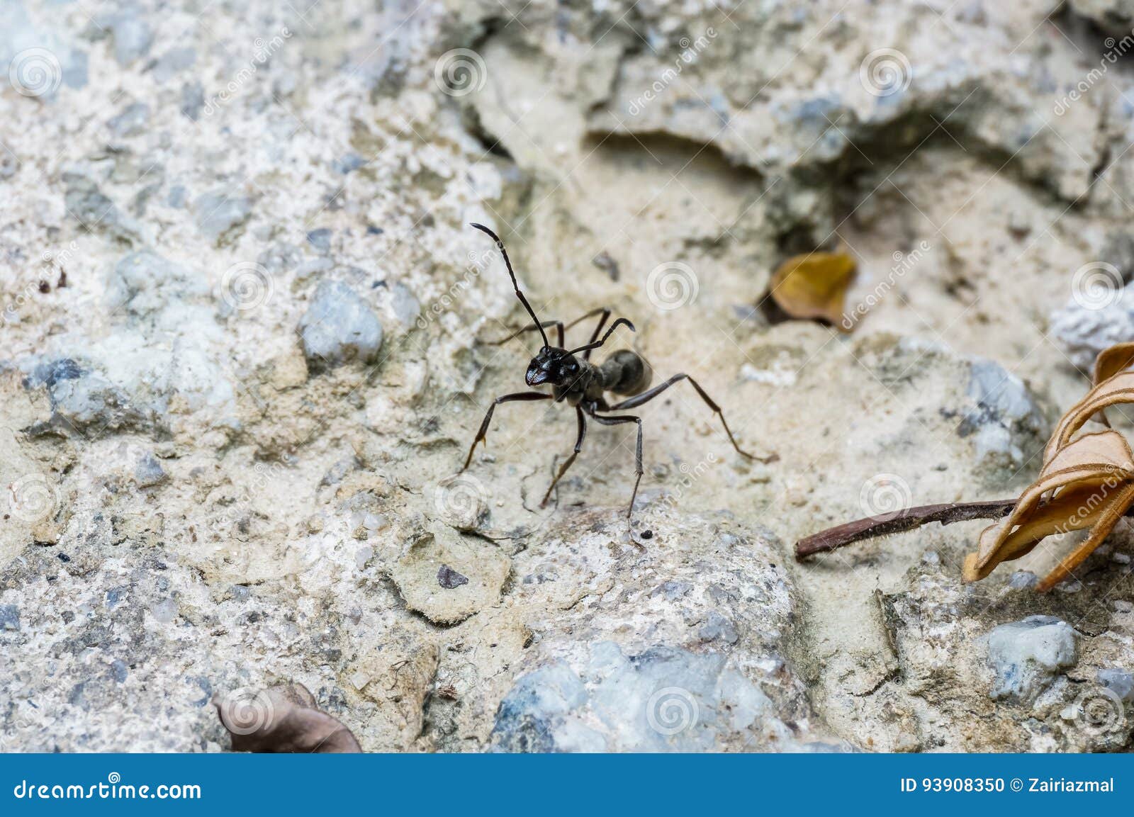 Formica gigante nera fotografia stock. Immagine di animale - 93908350