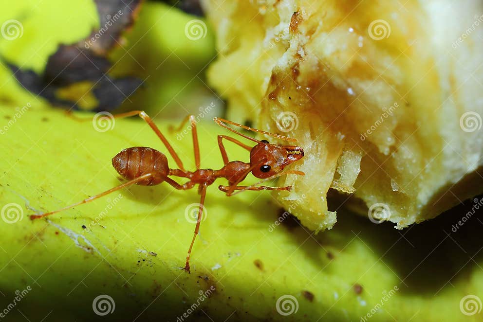 Formica, insetti immagine stock. Immagine di alimento - 92779387