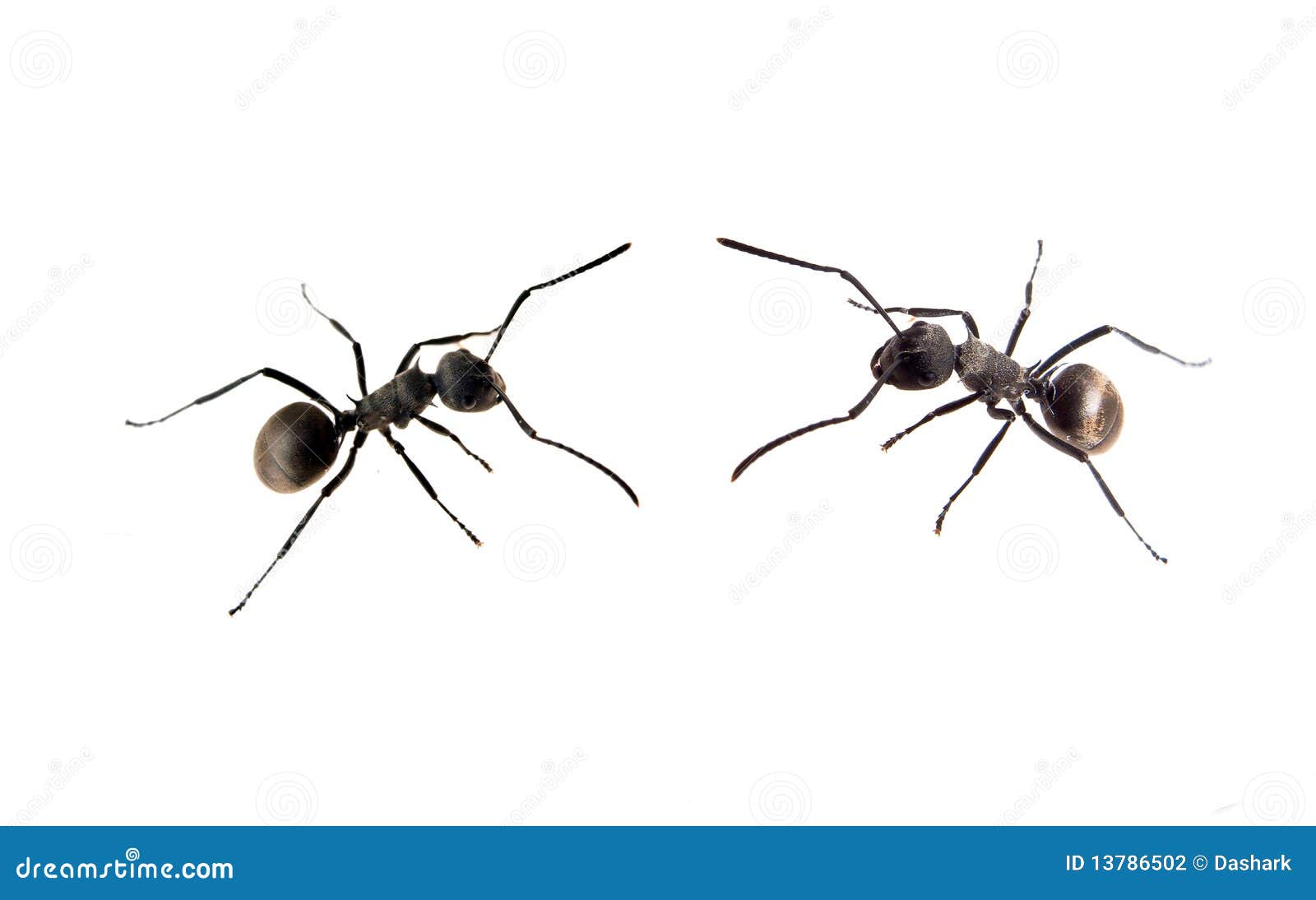 Formica isolata su bianco fotografia stock. Immagine di piedino - 13786502