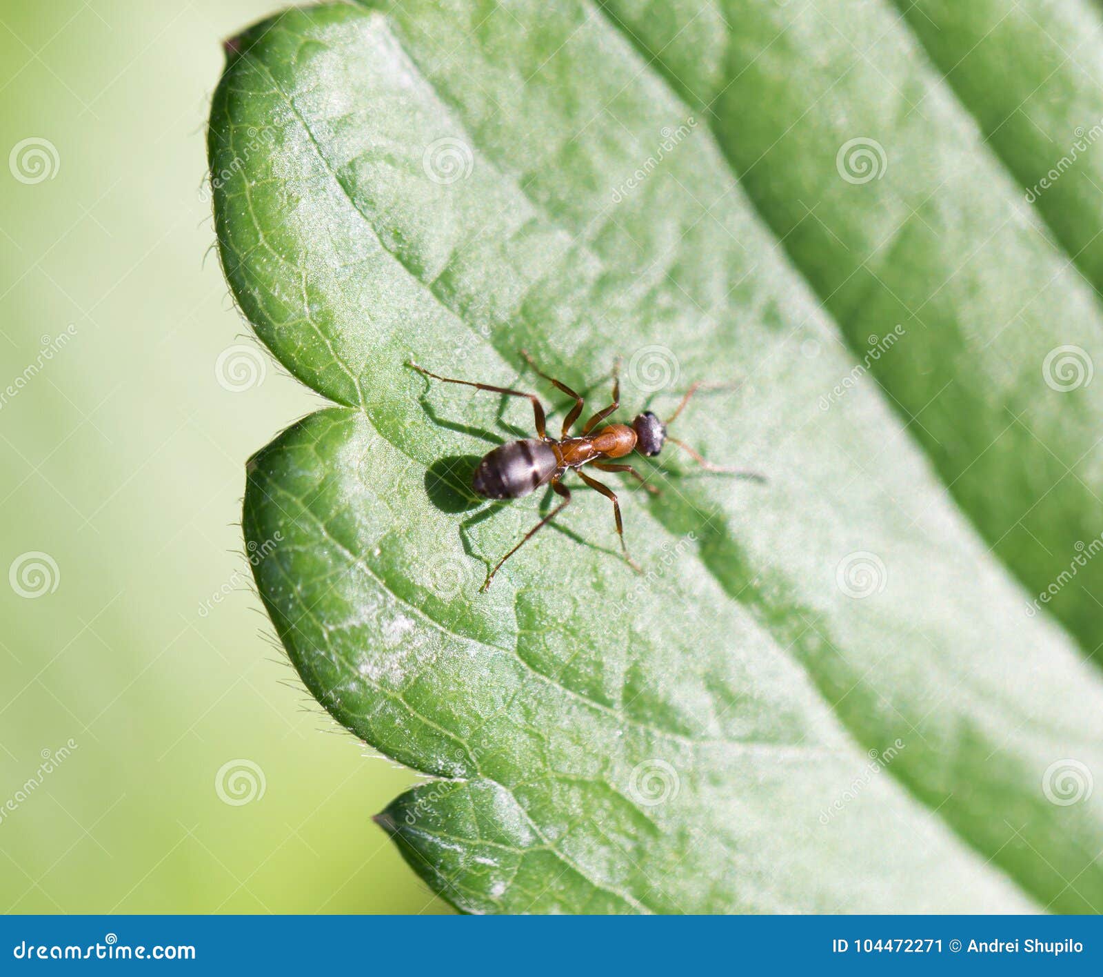 Formica in natura Macro immagine stock. Immagine di foglio - 104472271