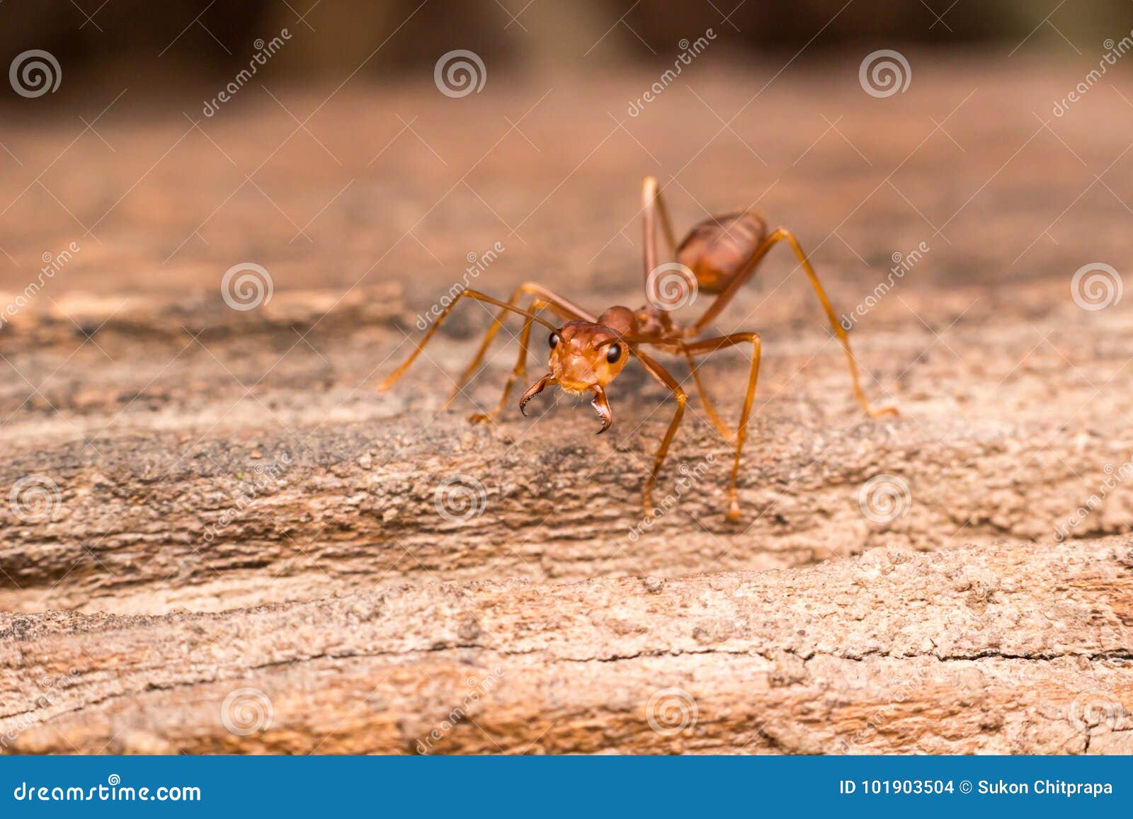 Formica rossa fotografia stock. Immagine di arancione - 101903504
