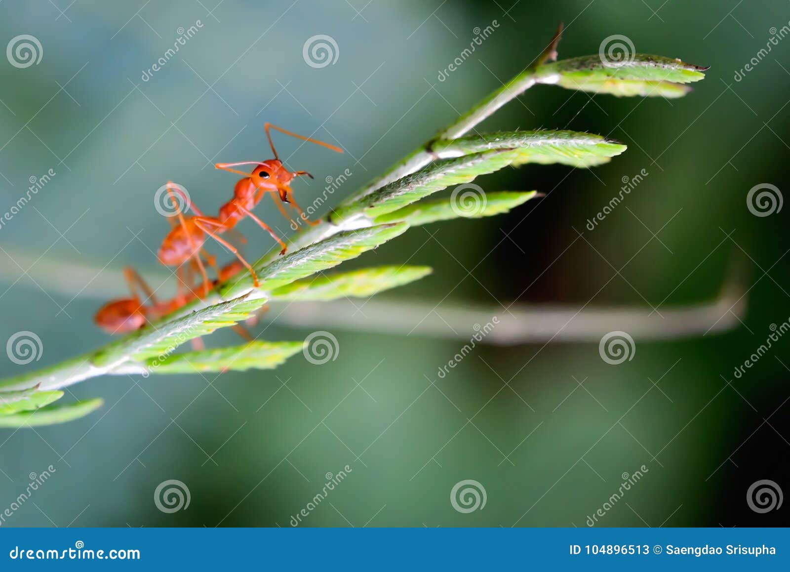 Formica rossa immagine stock. Immagine di giardino, caldo - 104896513
