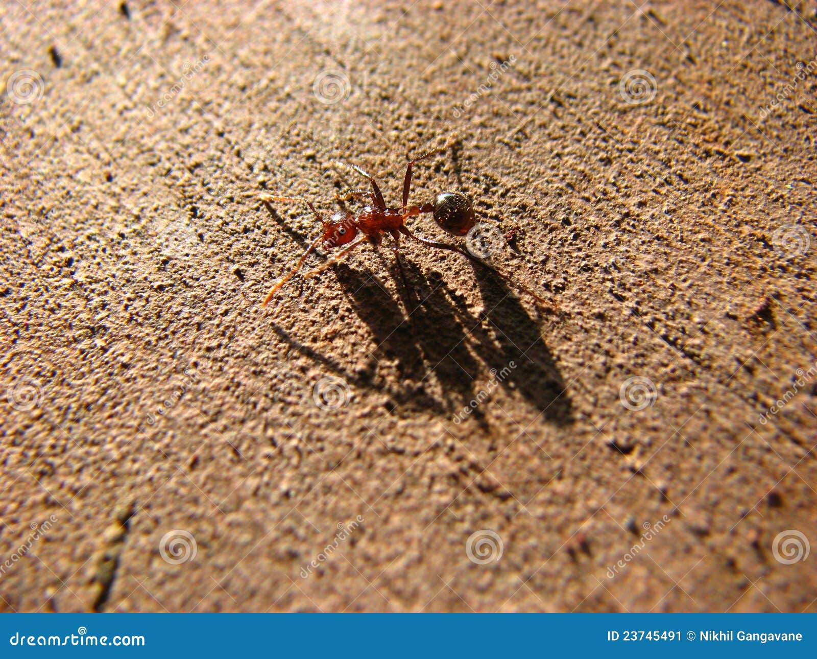 Formica rossa immagine stock. Immagine di naughty, formica - 23745491