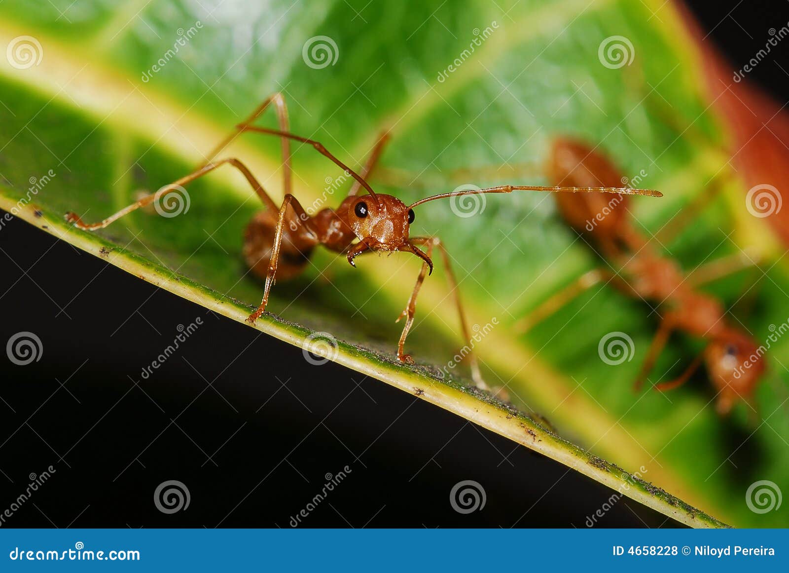 Formica rossa fotografia stock. Immagine di zanne, formiche - 4658228