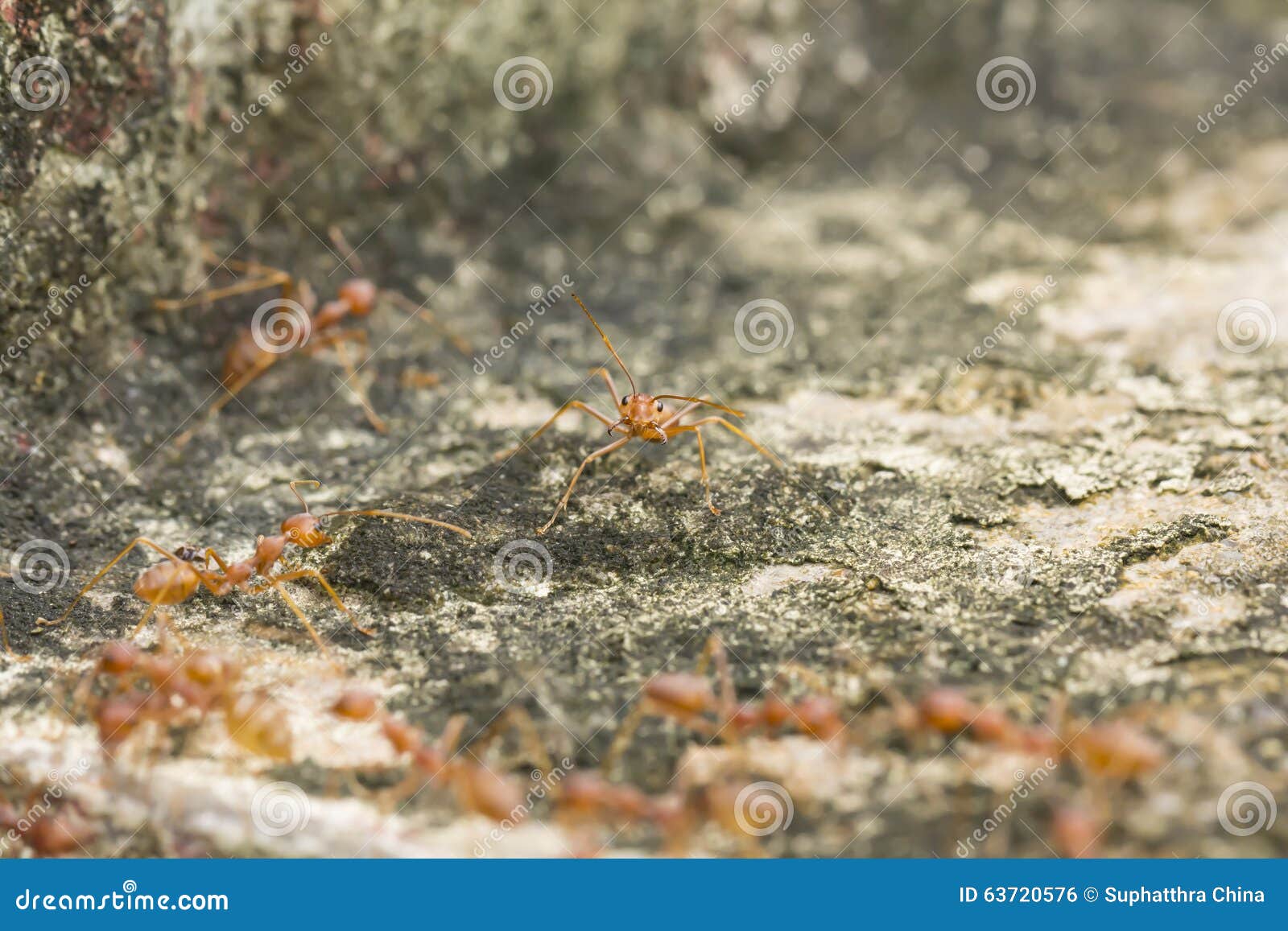 Formica rossa fotografia stock. Immagine di natura, tessitore - 63720576