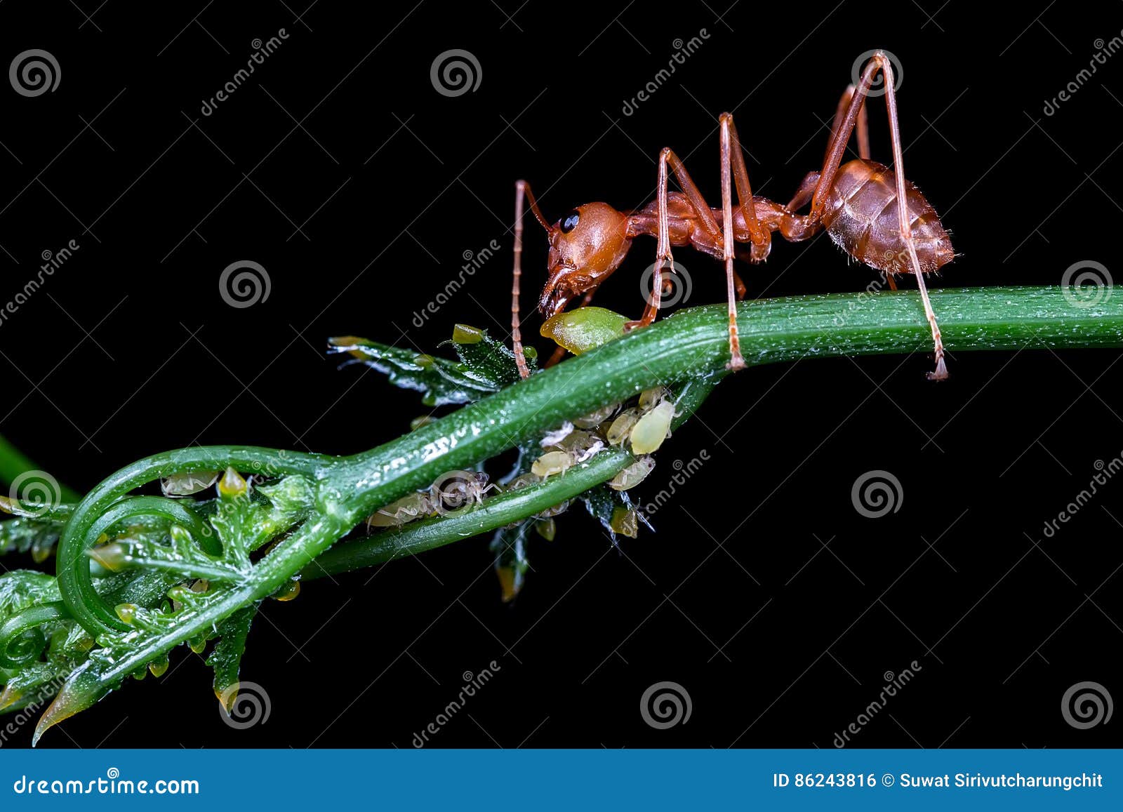 Formica Rossa Che Mangia Sciroppo Dall'afide Fotografia Stock ...