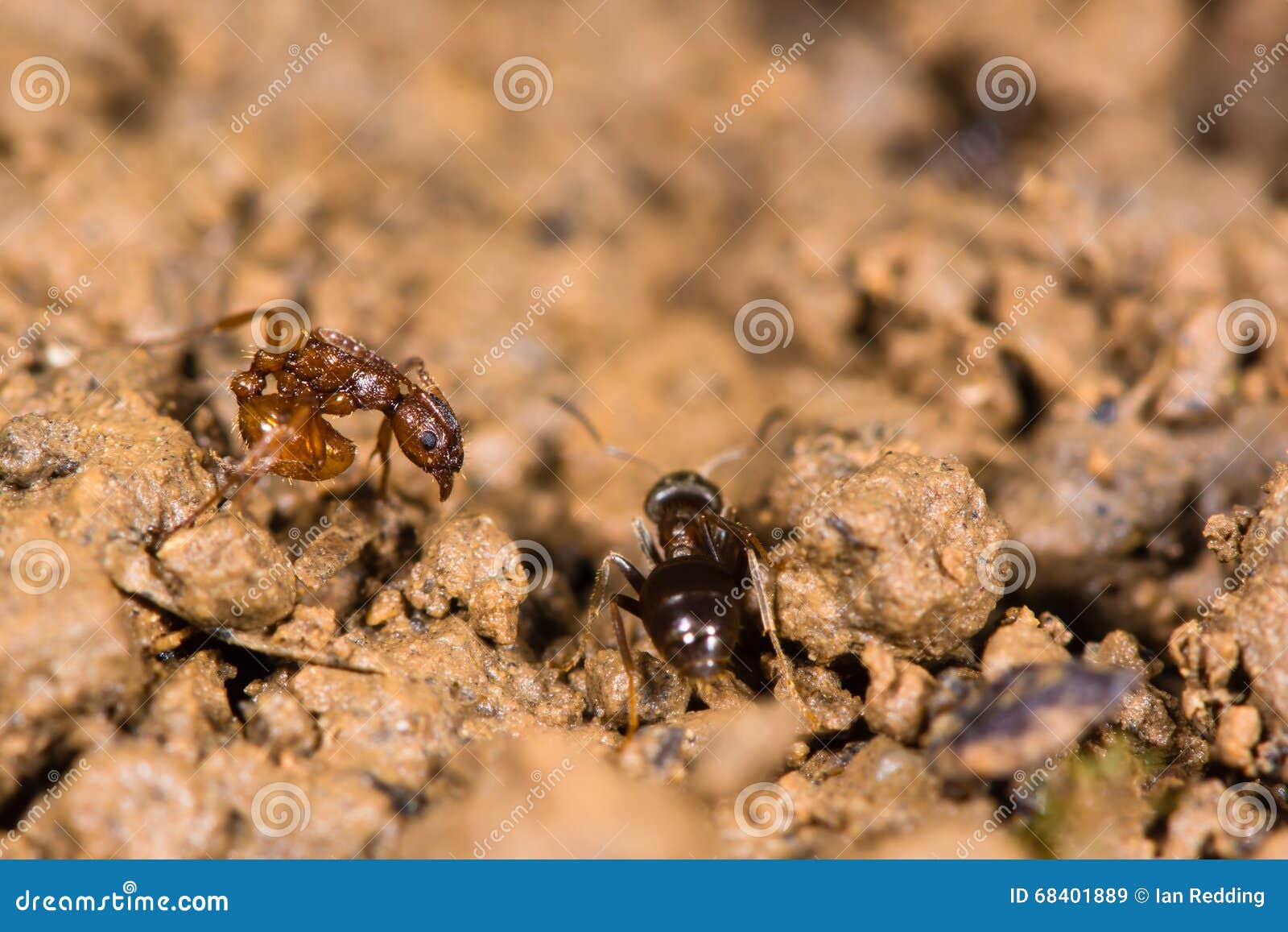 Formica Rossa Comune (rubra Di Myrmica) E Piccola Formica Nera (nigra ...