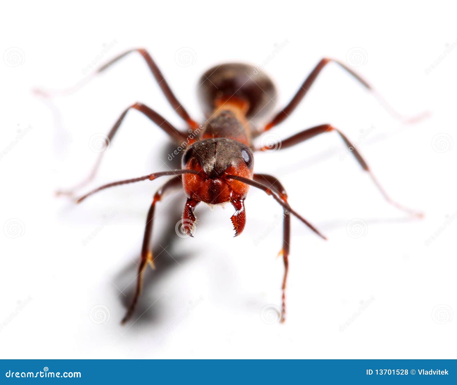 Formica Rossa Grande D'attacco. Fotografia Stock - Immagine di isolato ...