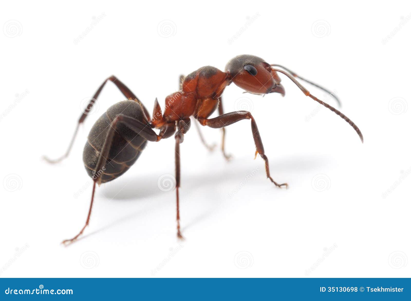 Formica rossa isolata fotografia stock. Immagine di macro - 35130698