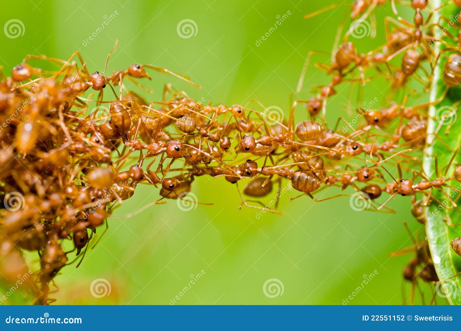 Formica Rossa in Natura Verde Fotografia Stock - Immagine di piedino ...