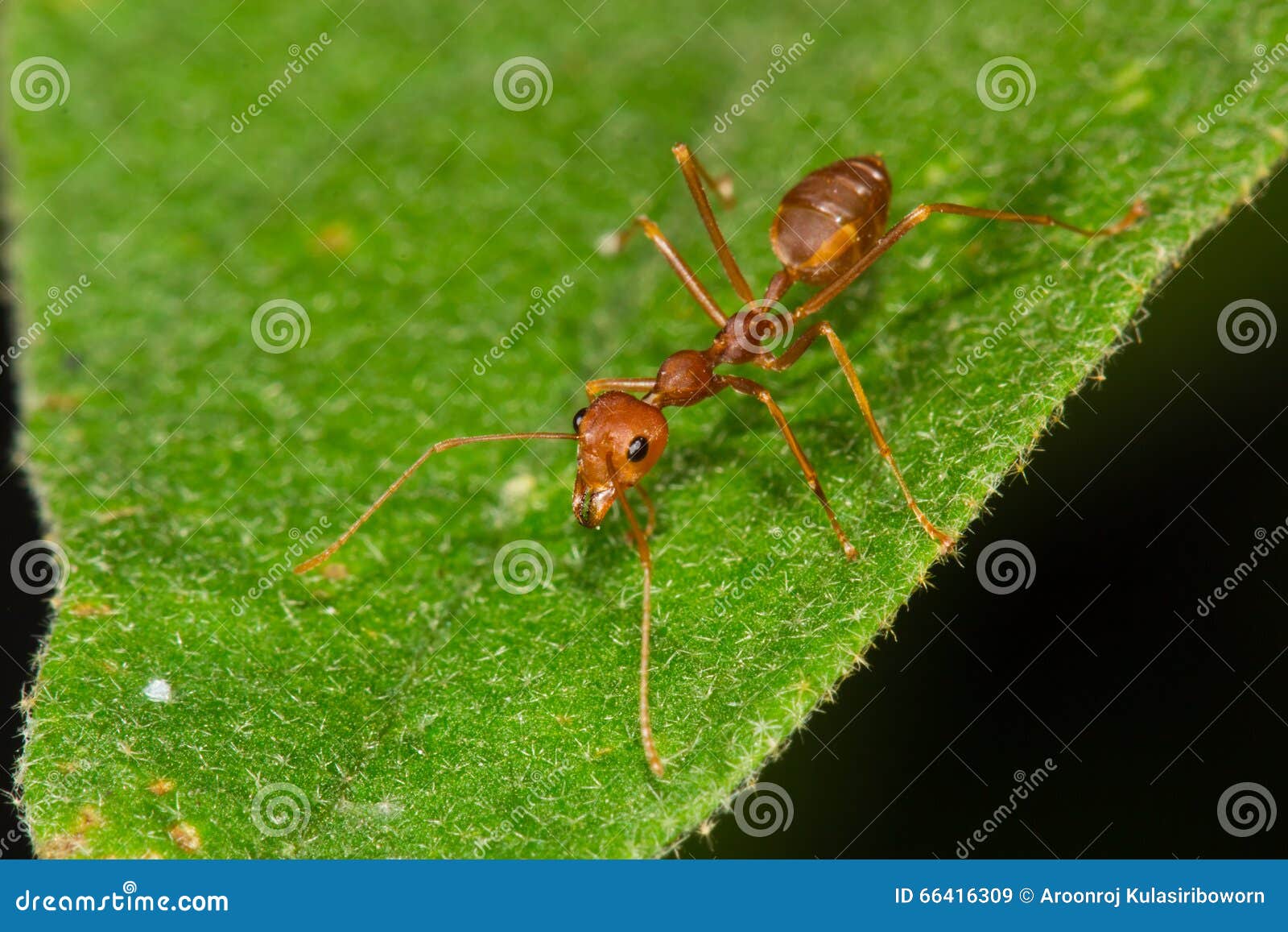 Formica rossa sulla foglia immagine stock. Immagine di formica - 66416309
