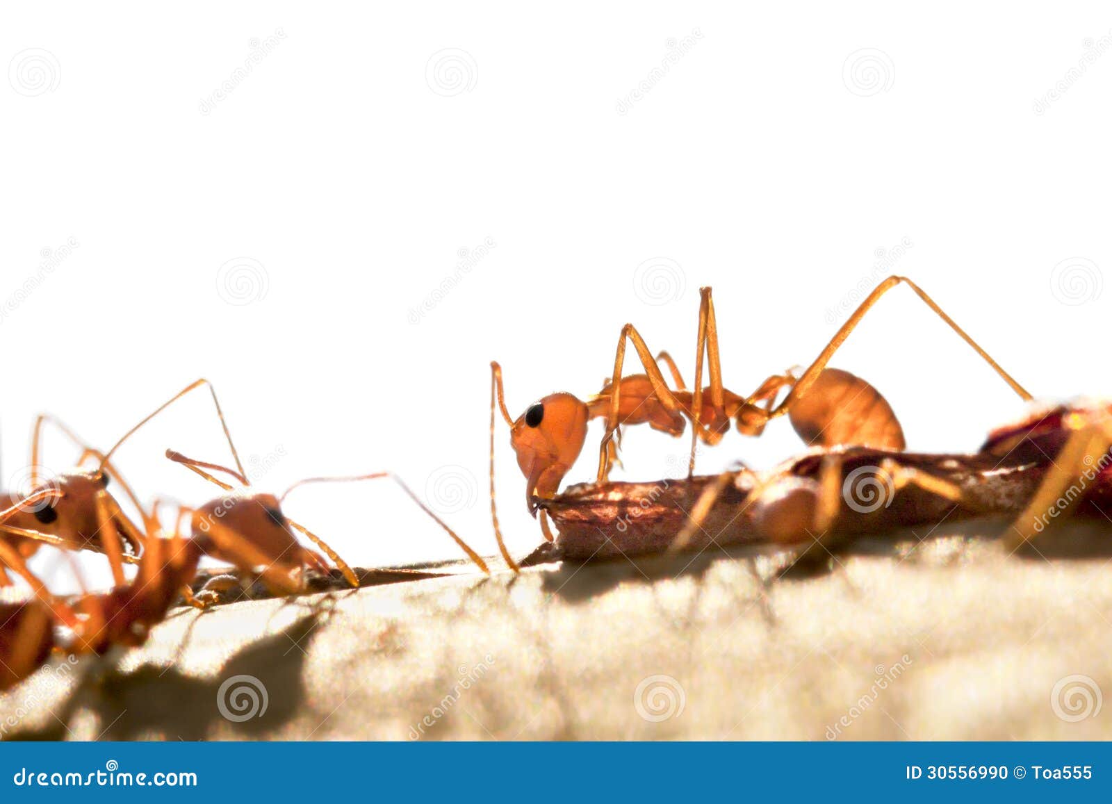 Formica rossa in Tailandia fotografia stock. Immagine di chiusura ...