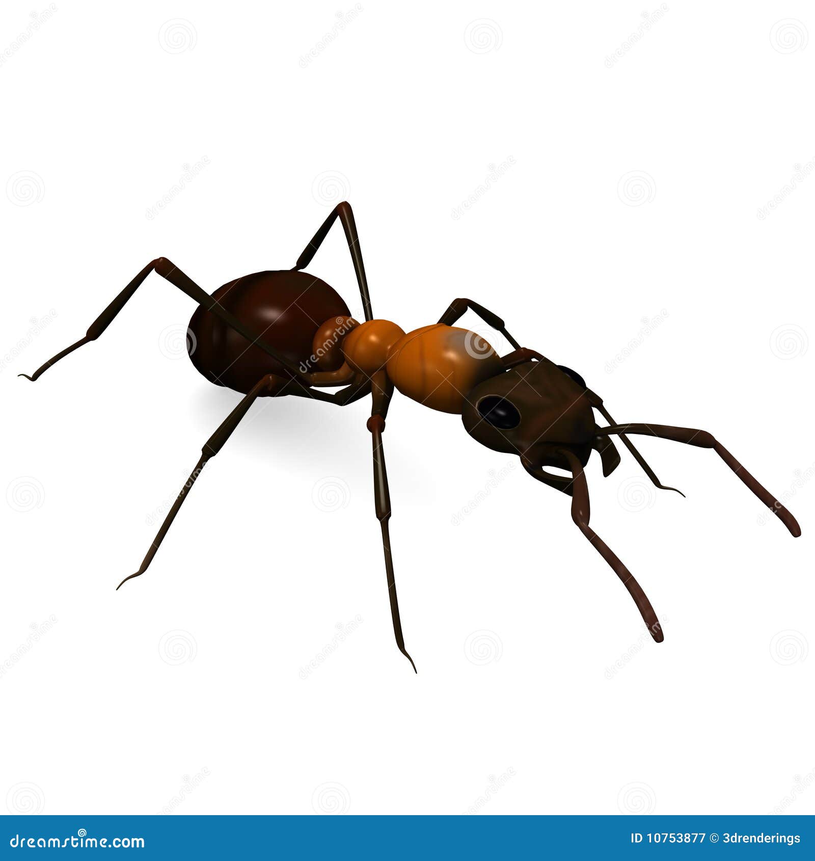 Formica rufa stock illustration. Illustration of dirt - 10753877