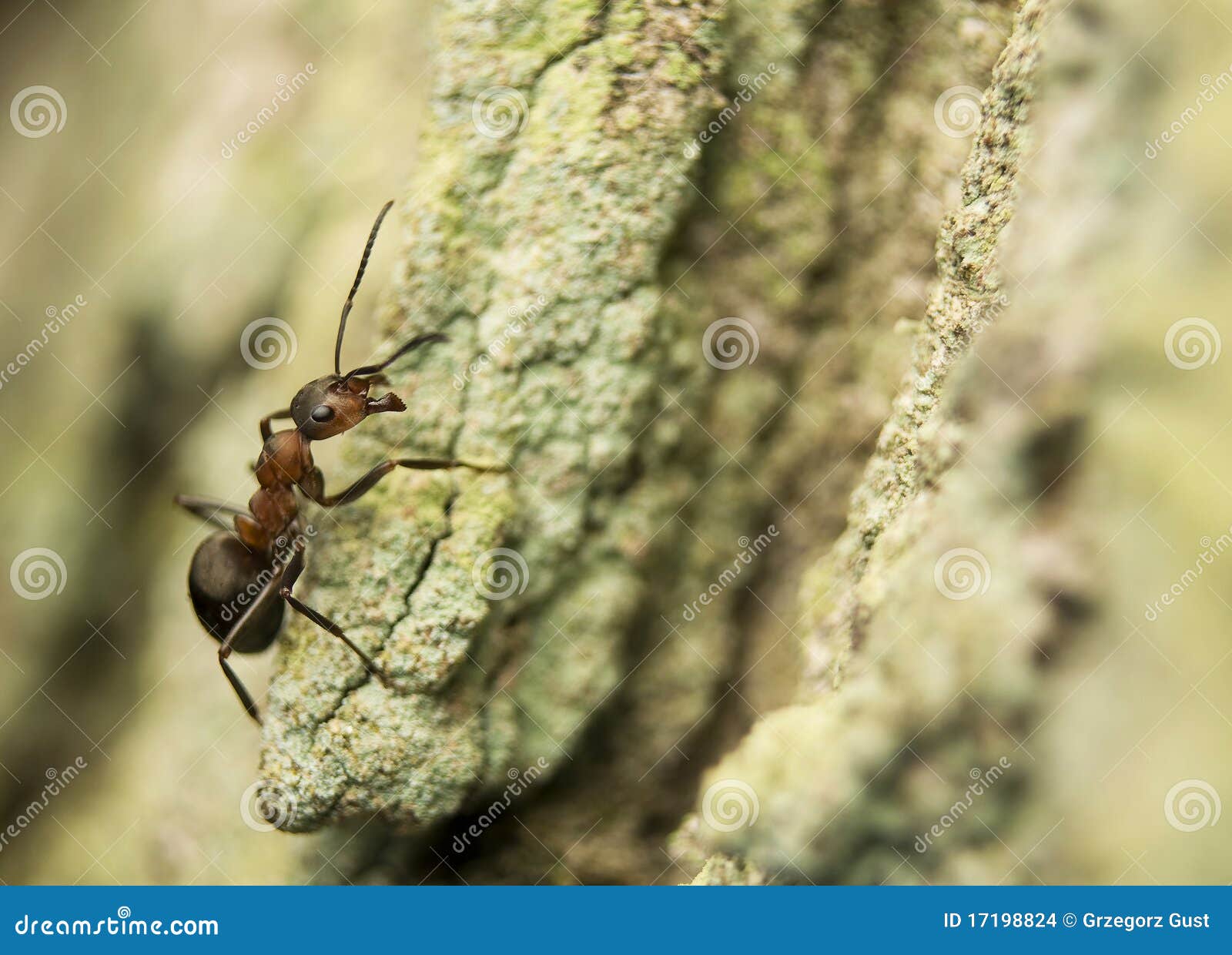Formica rufa stock photo. Image of formic, formica, anthills - 17198824