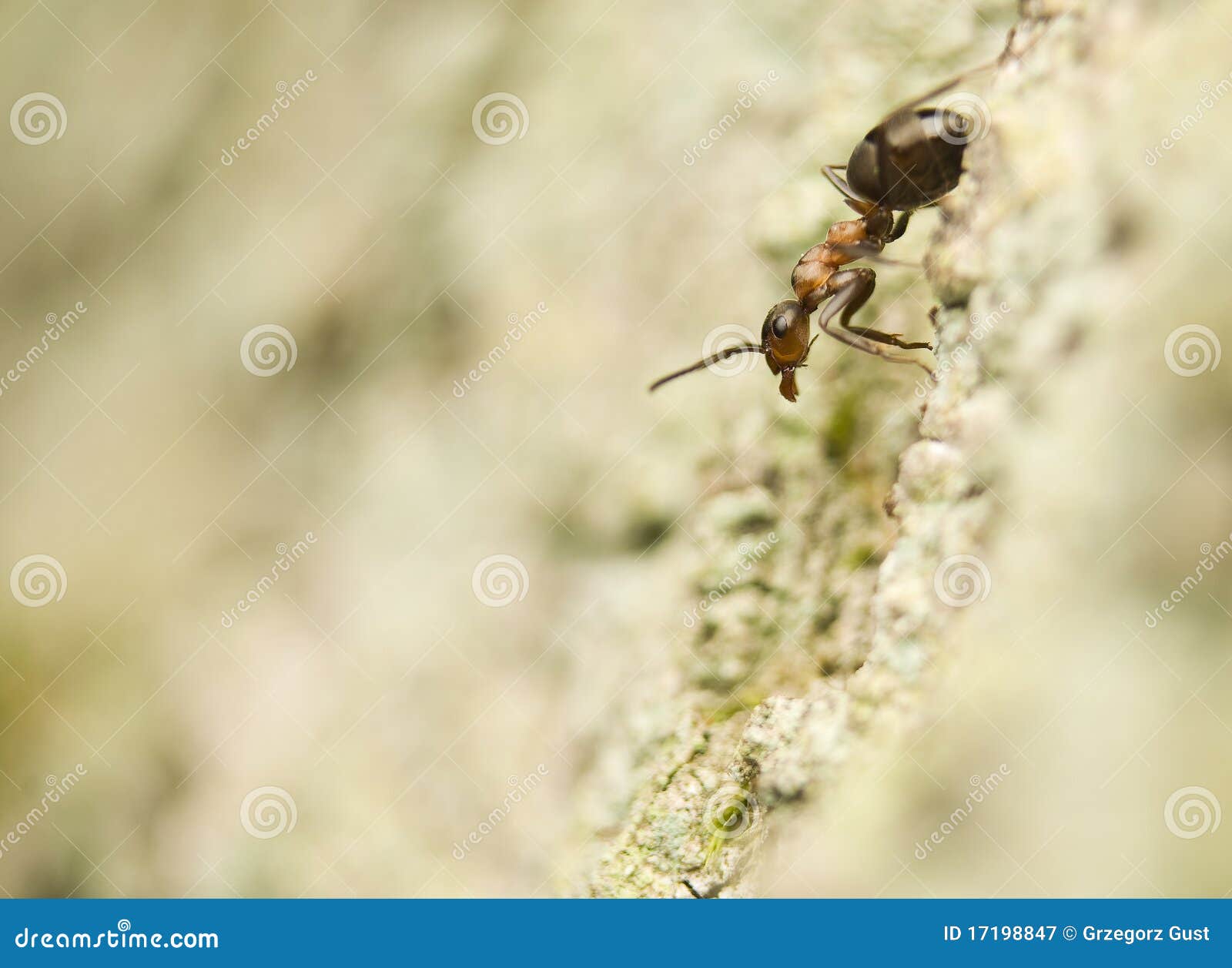 Formica rufa stock image. Image of rufa, stern, anthill - 17198847