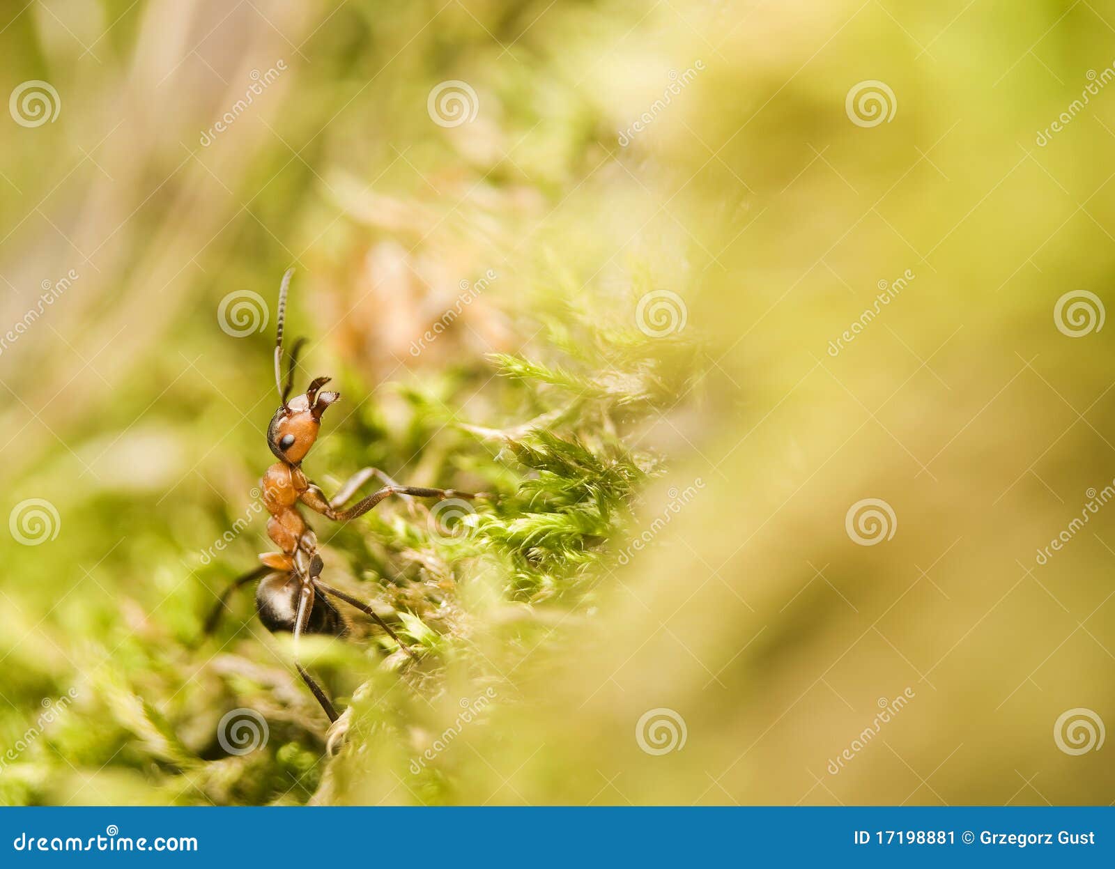 Formica rufa stock image. Image of rufa, telimena, formic - 17198881