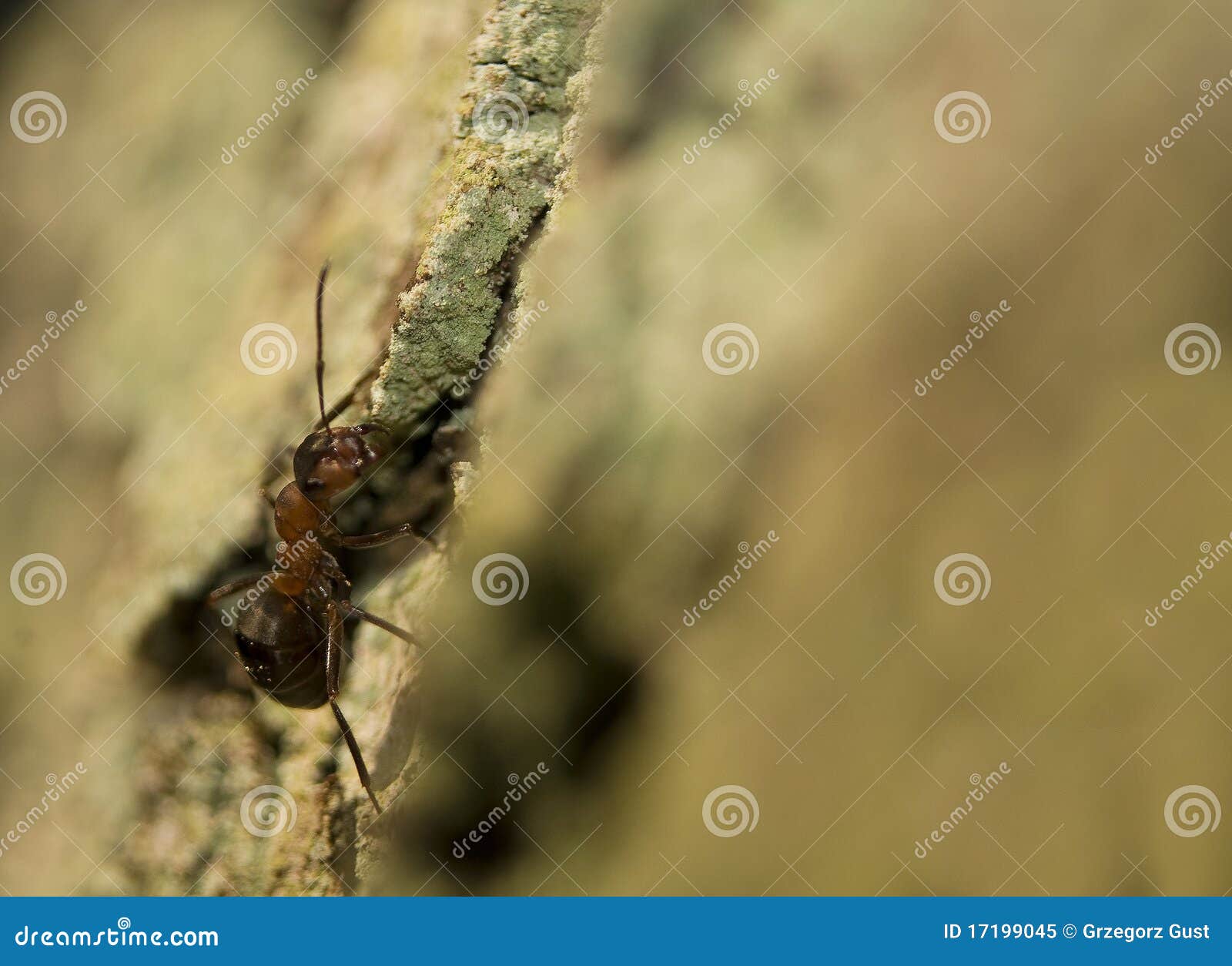 Formica rufa stock image. Image of brave, formic, woods - 17199045