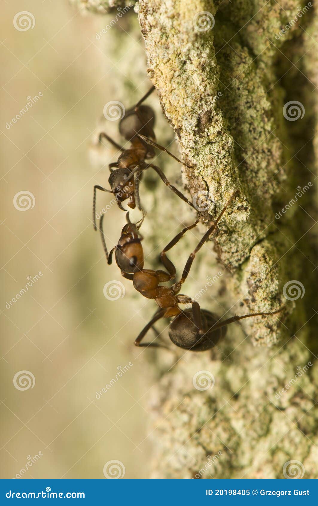 Formica rufa stock image. Image of flow, ants, anthill - 20198405