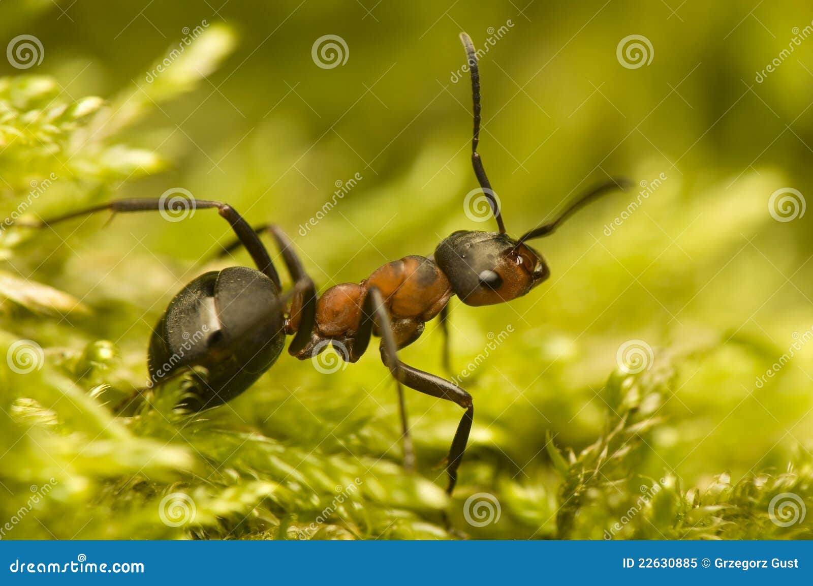Formica - rufa del Formica immagine stock. Immagine di divertente ...