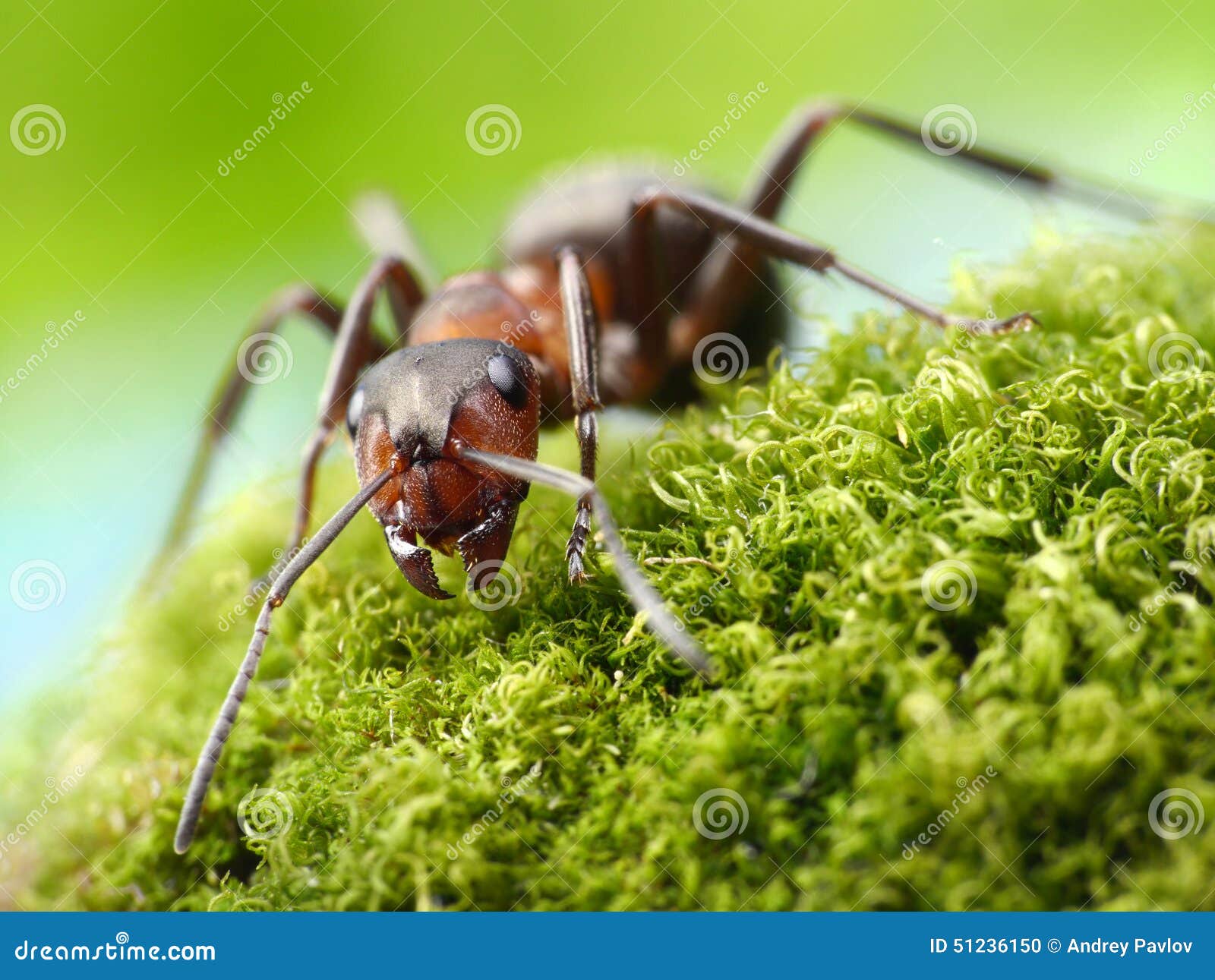 Formica rufa della formica fotografia stock. Immagine di ritratto ...