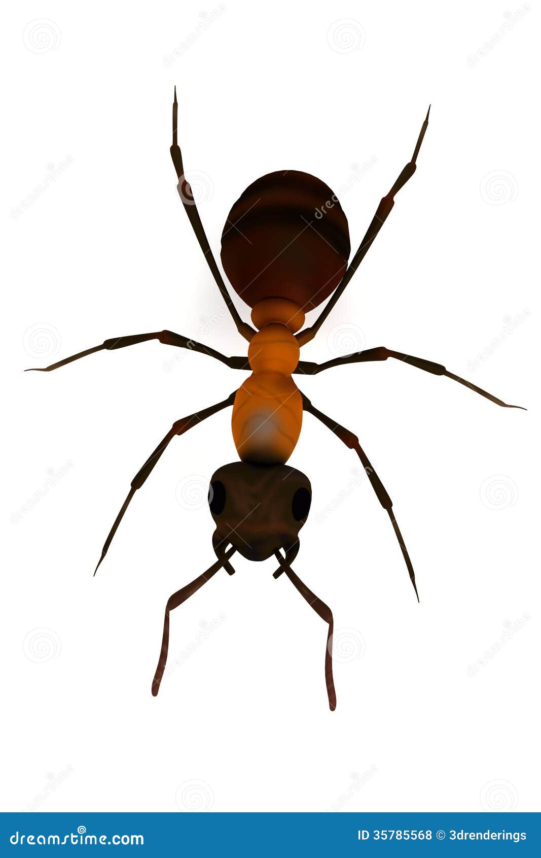 Formica rufa stock illustration. Illustration of collection - 35785568