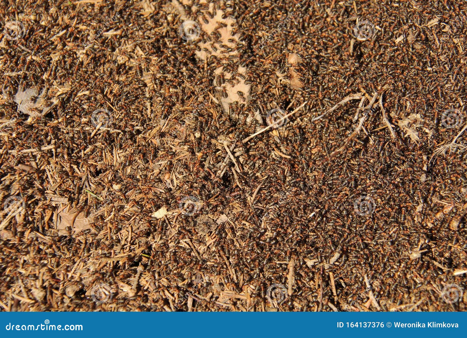 Formica rufa stock photo. Image of wildlife, group, animal - 164137376