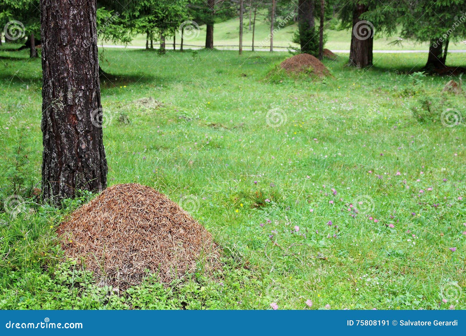 Formicaio Nella Foresta Della Montagna (DOLOMITI) Immagine Stock ...