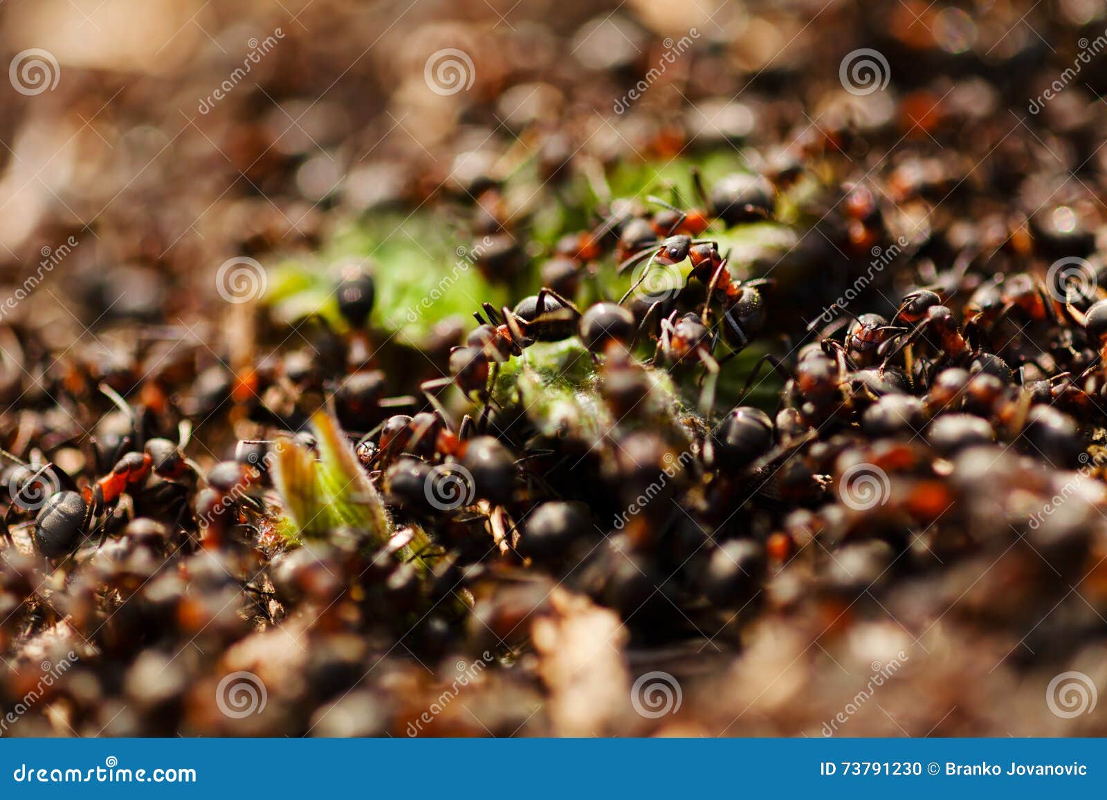Formicaio sull'erba fotografia stock. Immagine di disciplina - 73791230