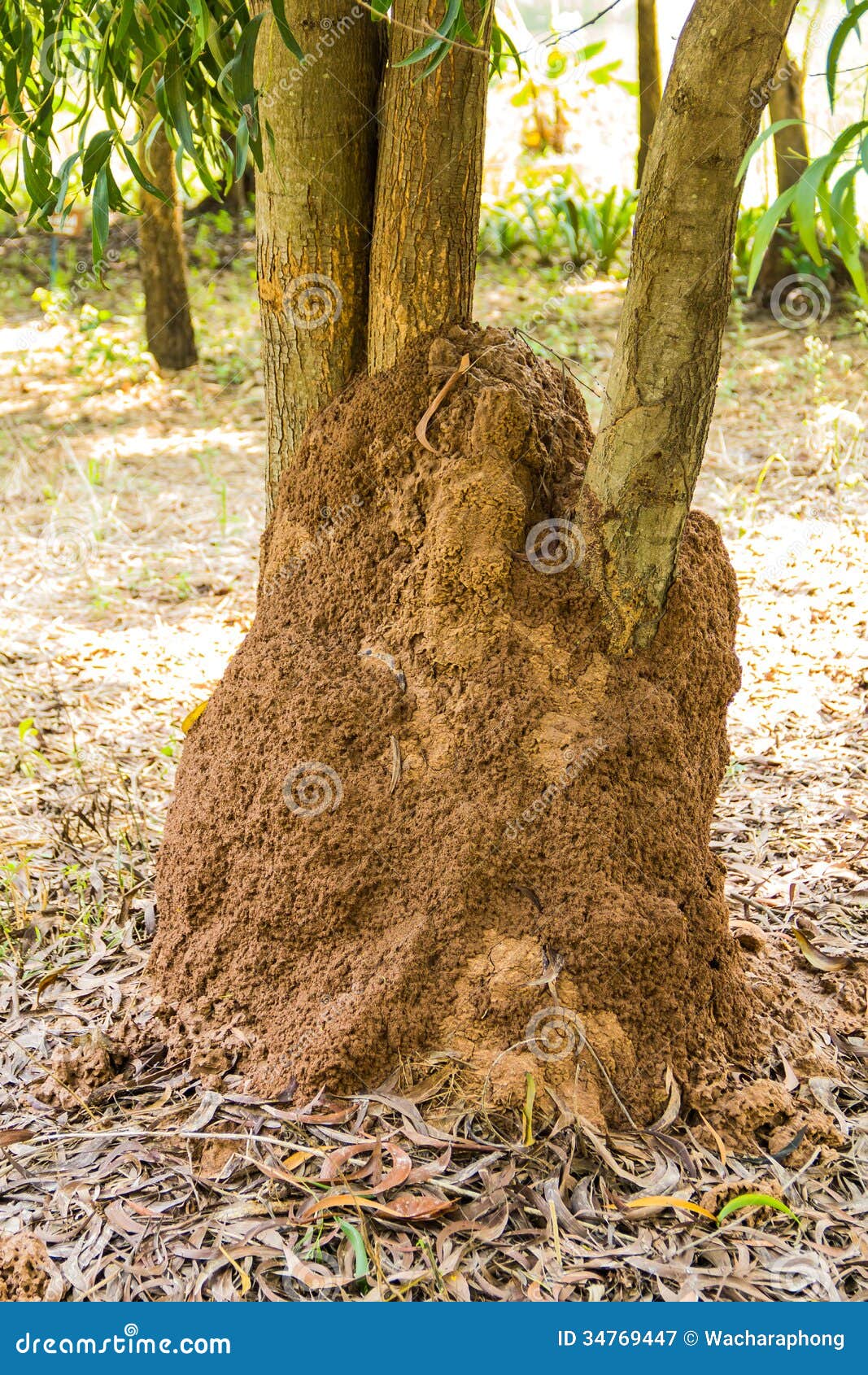 Formicaio Vicino Alla Base Dell'albero. Immagine Stock - Immagine di ...