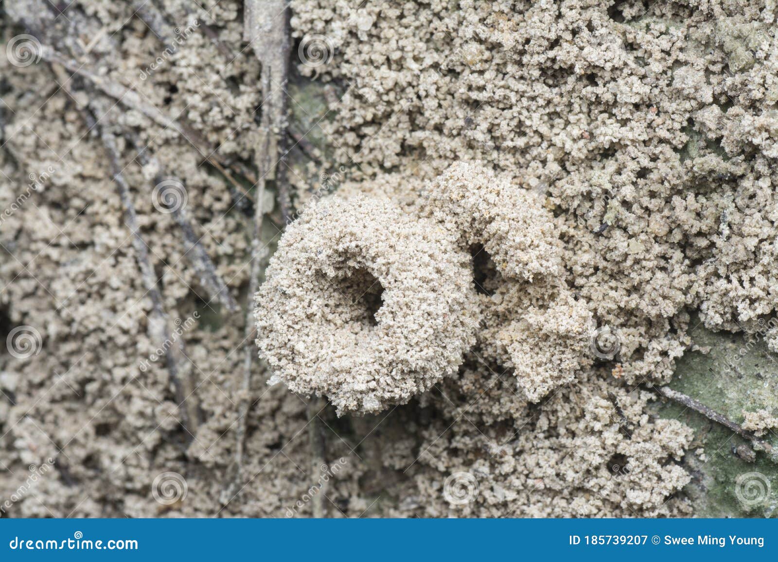 Formicary Anthill Surrounded by Sandworm Faeces. Stock Image - Image of ...