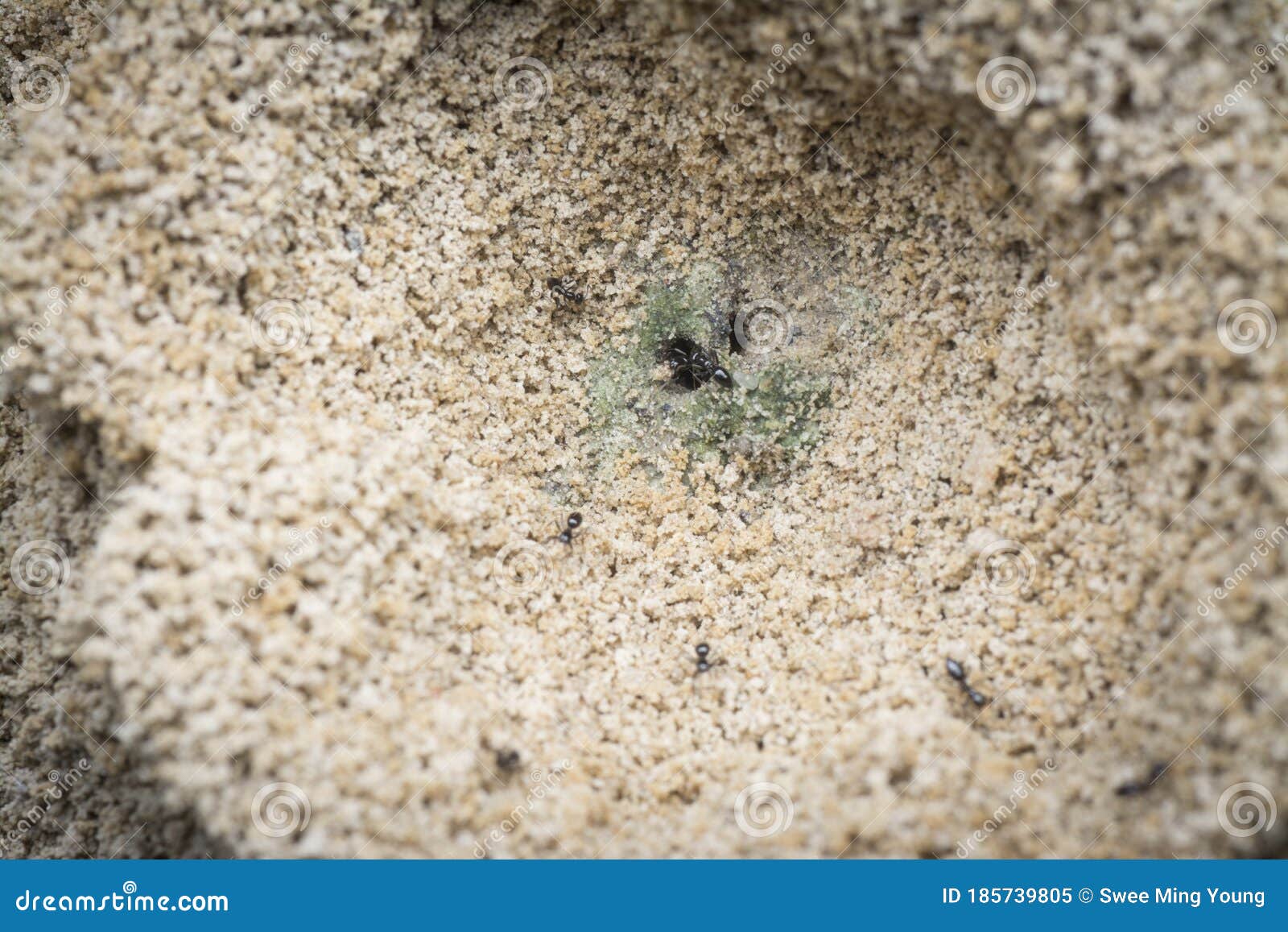 Formicary Anthill Surrounded by Sandworm Faeces. Stock Image - Image of ...