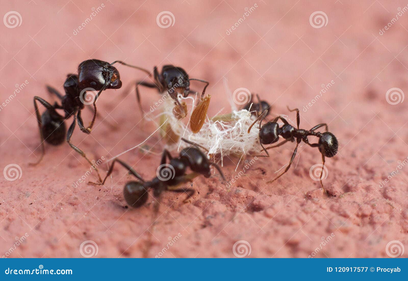 Formiche immagine stock. Immagine di gruppo, giardino - 120917577