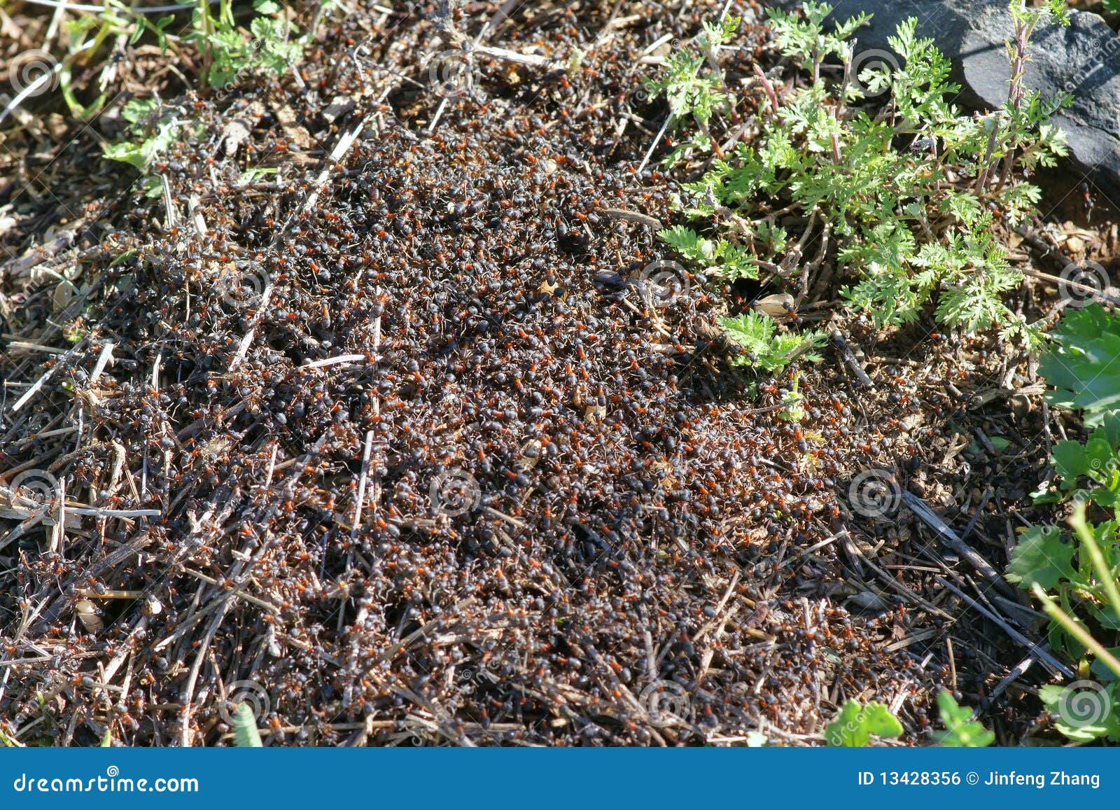 Formiche fotografia stock. Immagine di gruppo, selvaggio - 13428356