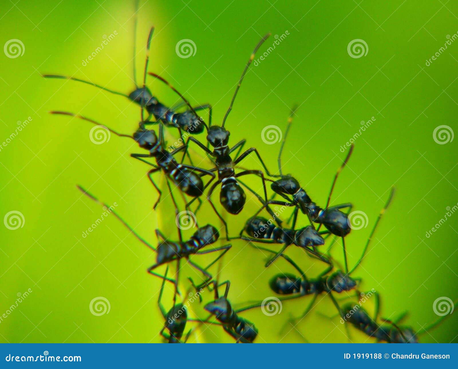 Formiche fotografia stock. Immagine di pattuglia, alto - 1919188