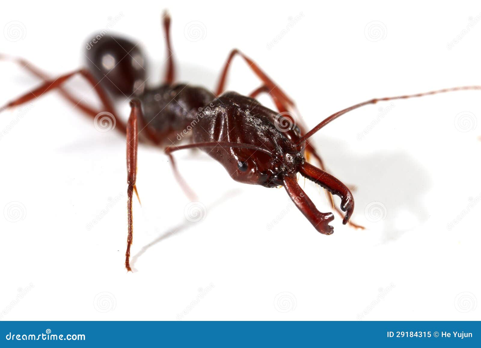 Formiche immagine stock. Immagine di spruzzato, comune - 29184315