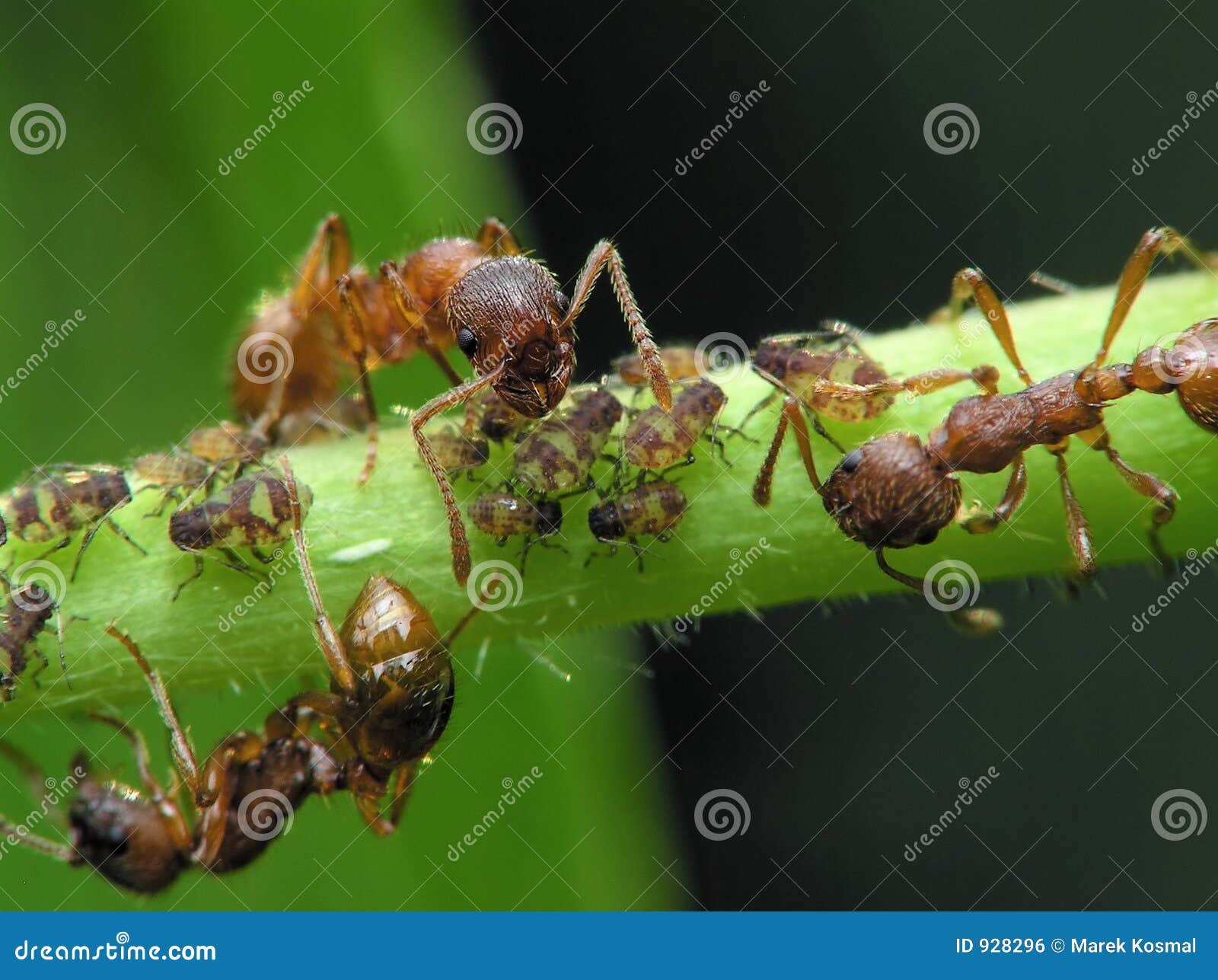 Formiche fotografia stock. Immagine di cattivo, nave, parassita - 928296