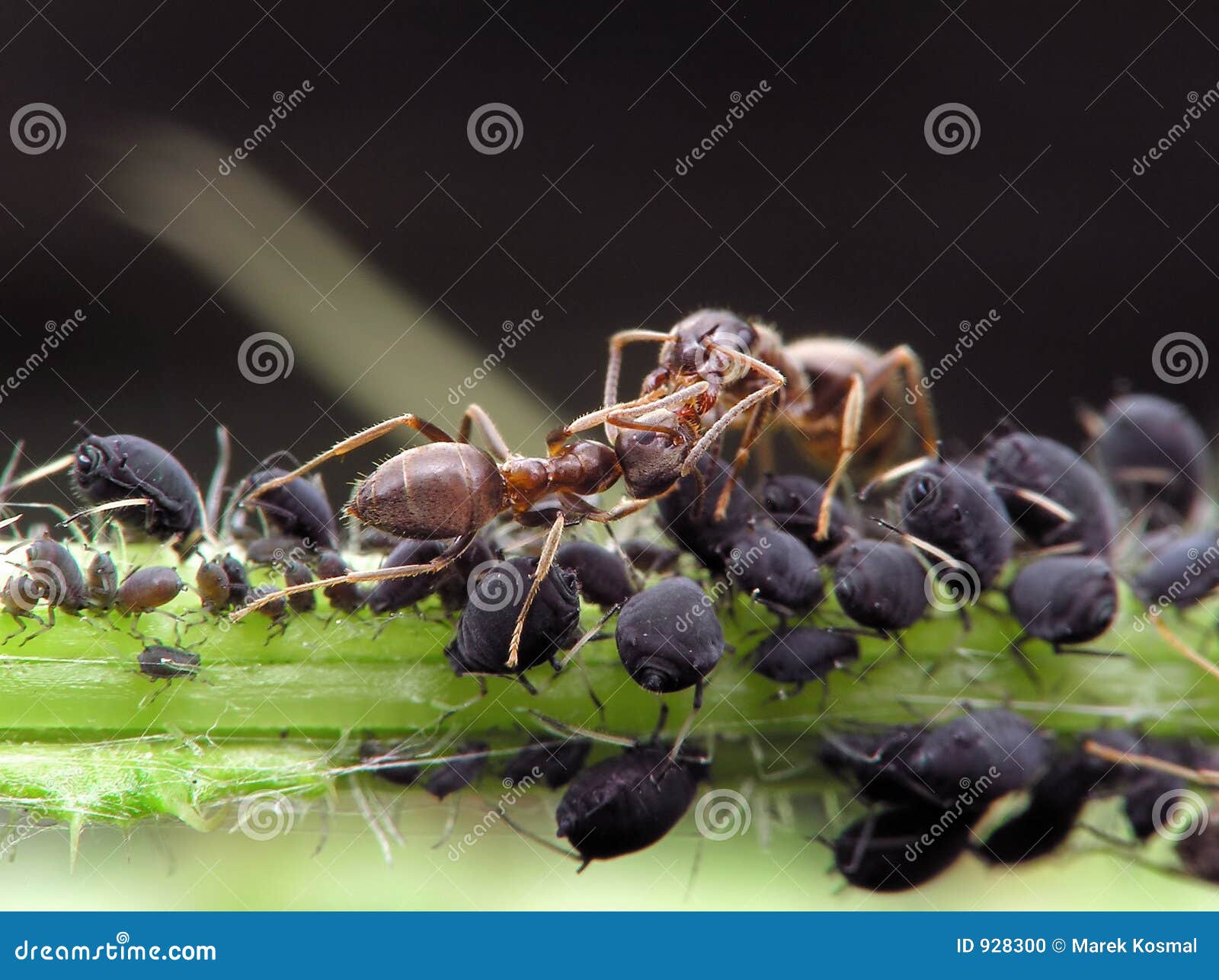 Formiche fotografia stock. Immagine di cattivo, insetto - 928300