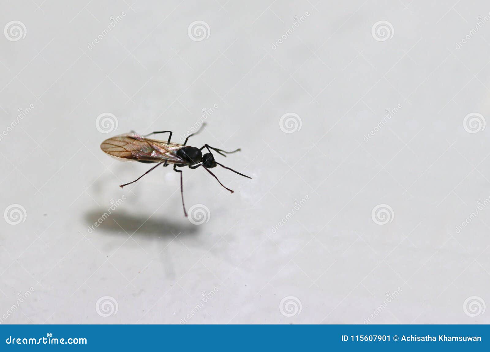 Formiche Alate Il Nero Isolate Su Fondo Bianco Immagine Stock ...